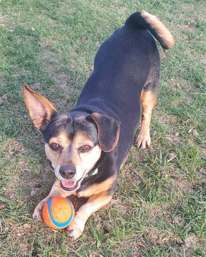 Chalupa - Pooch'z BnB